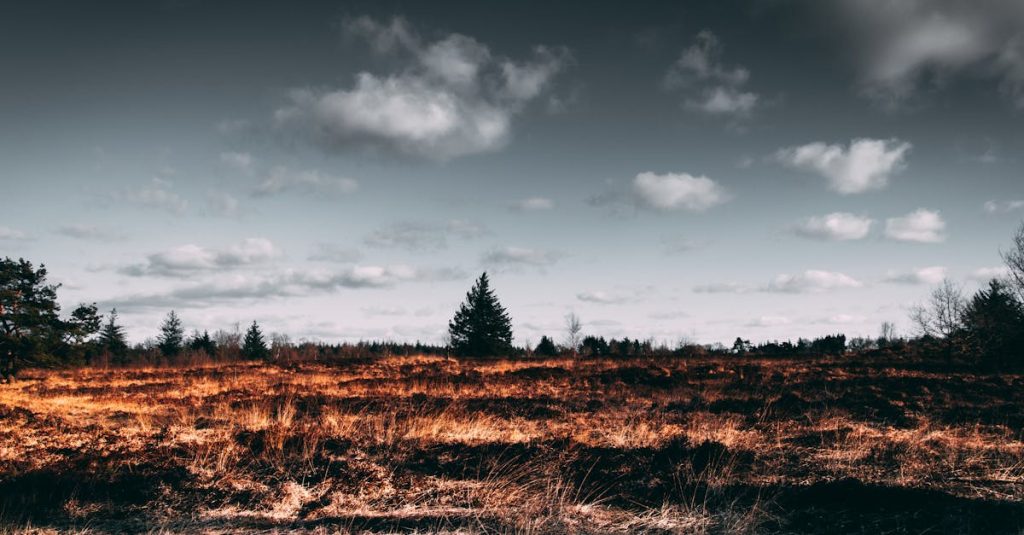 Des forêts en danger : nos stratégies pour lutter contre la déforestation